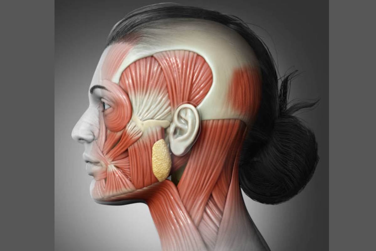 Occipital Lymph Node Swelling And Neck Pain Infoupdate Org