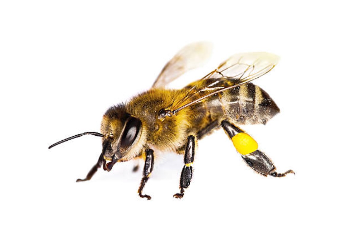 Yellow Jacket Sting: Treatment and Prevention Tips